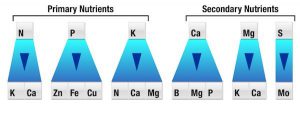 Nutrient Interactions & Antagonism - Aptus Holland