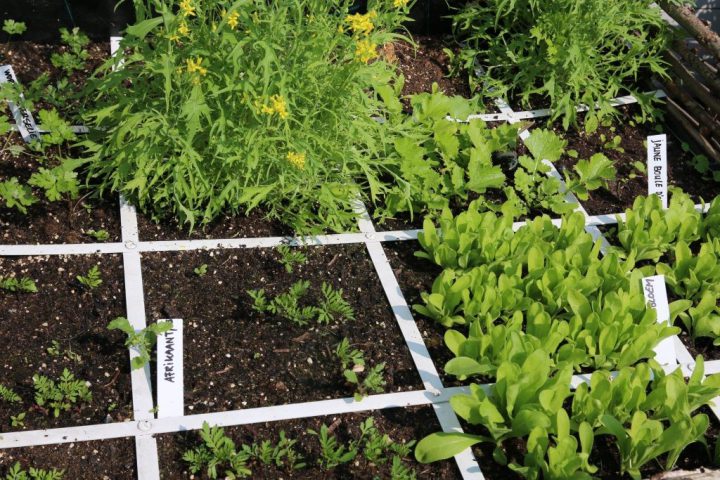 Quality & concentration | Aptus Holland | True Plant Science